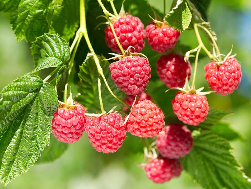 Berries | FaVCo Fruit and Vegetable Farms : FaVCo Fruit and Vegetable Farms